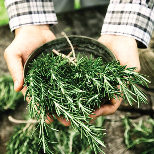 Sharpen Memory with Rosemary and Peppermint