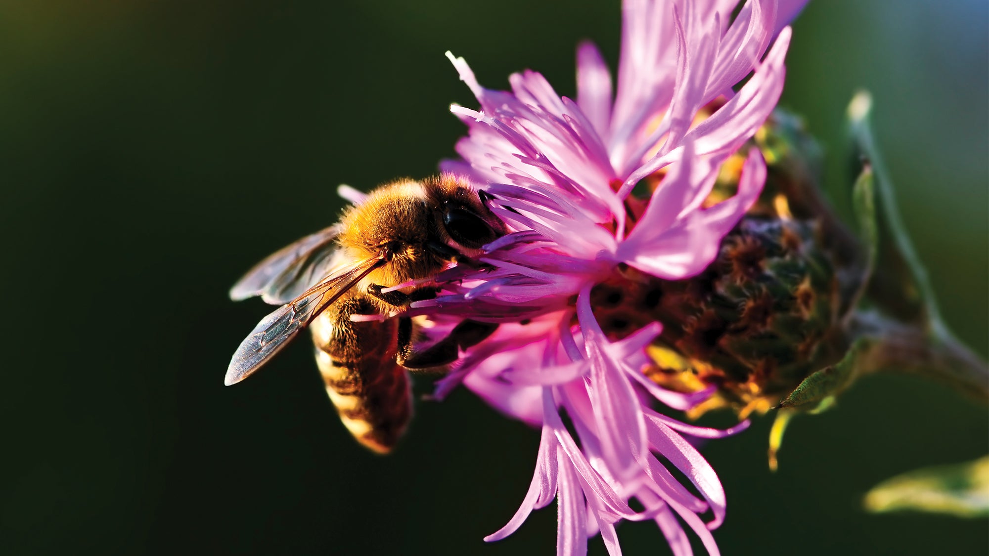 Why Bees are So Important to Our Food System